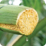 ORGANIC COCONUT FLOWER NECTAR - Sokfarm